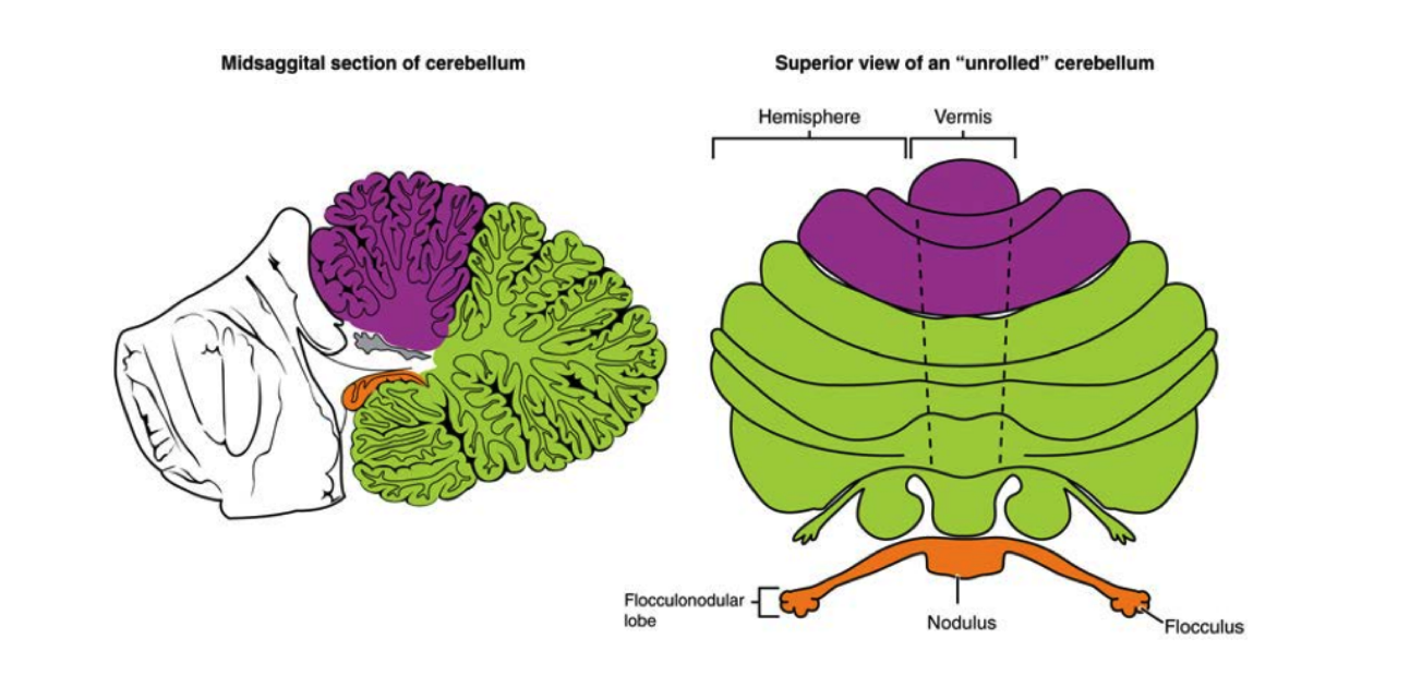 Examination and Treatment of Ataxia Following Cerebellar Damage ...