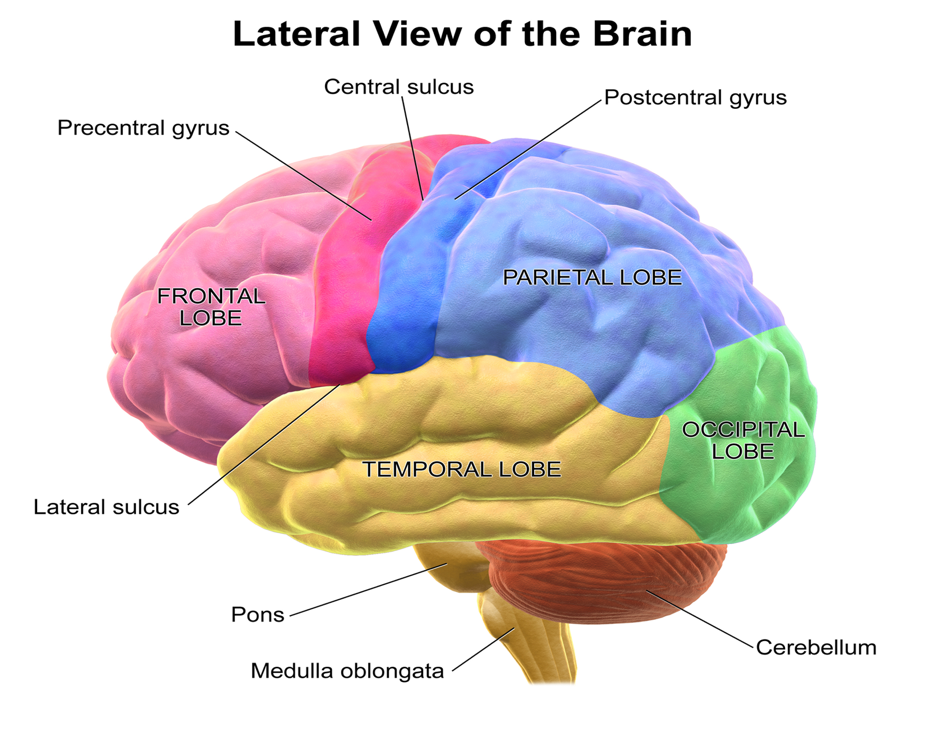 Strategies for Treating Patients With Neurobehavioral Disorders ...